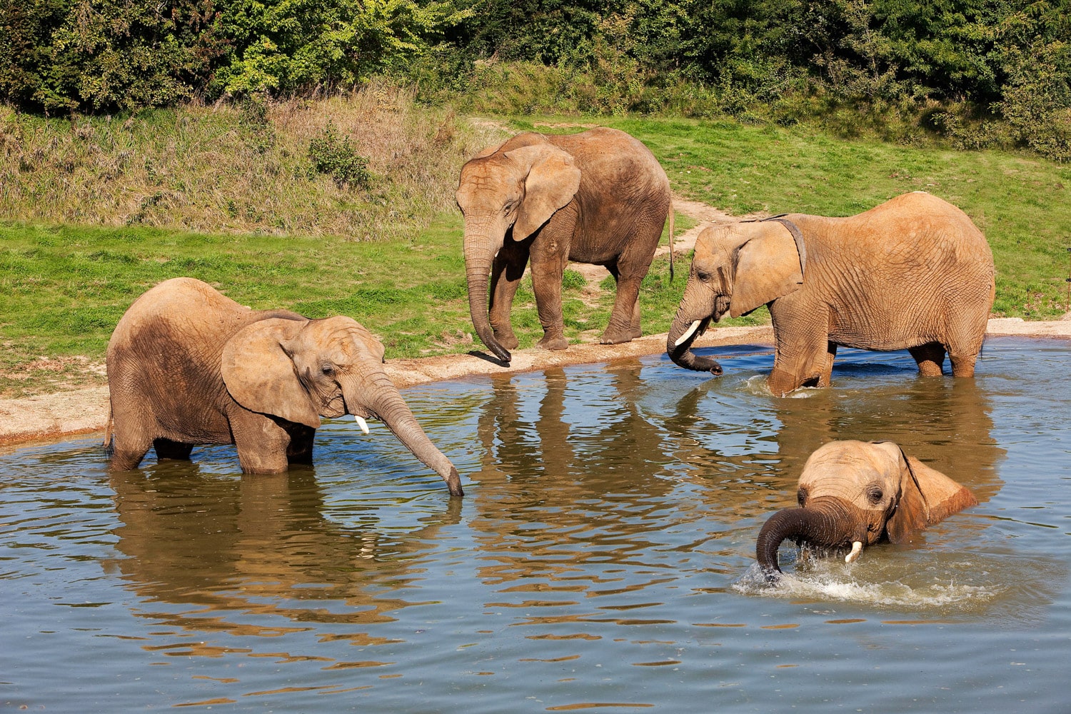 Le Zoo de Beauval avec les Chèques-Vacances ANCV | Le Guide ANCV