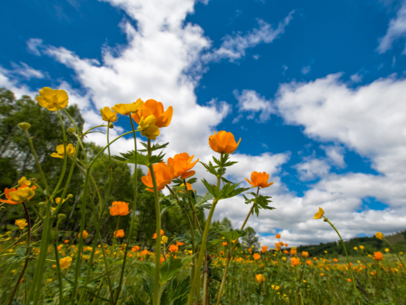 Top 7 des activités de printemps avec le Chèque-Vacances Connect | Le ...