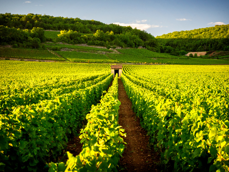 Que faire autour de Bordeaux ? Notre top 5 avec les Chèques-Vacances ...